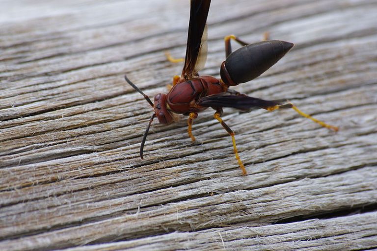 Bugman Inc. - Wasp (aka Red Wasp)